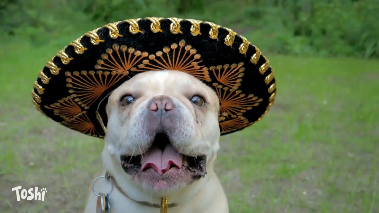 UK - Toshi dog - YouTube