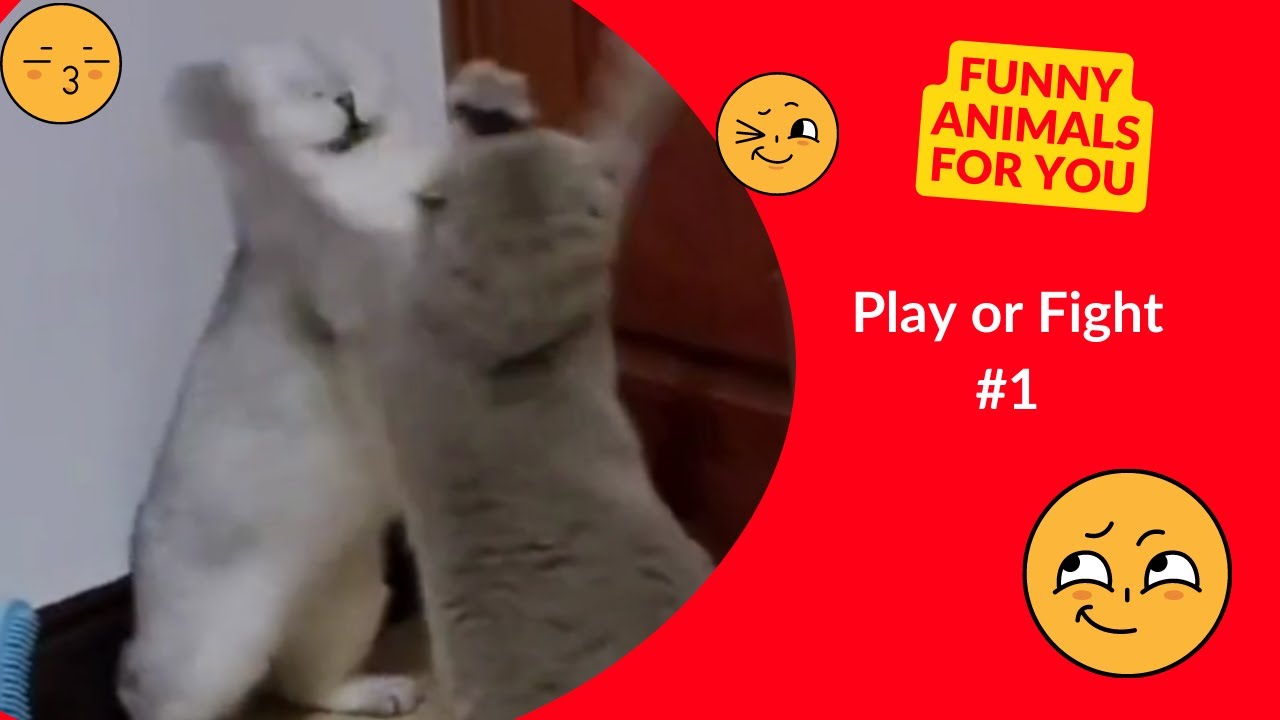Funny Animals & Play or Fight #1 - YouTube