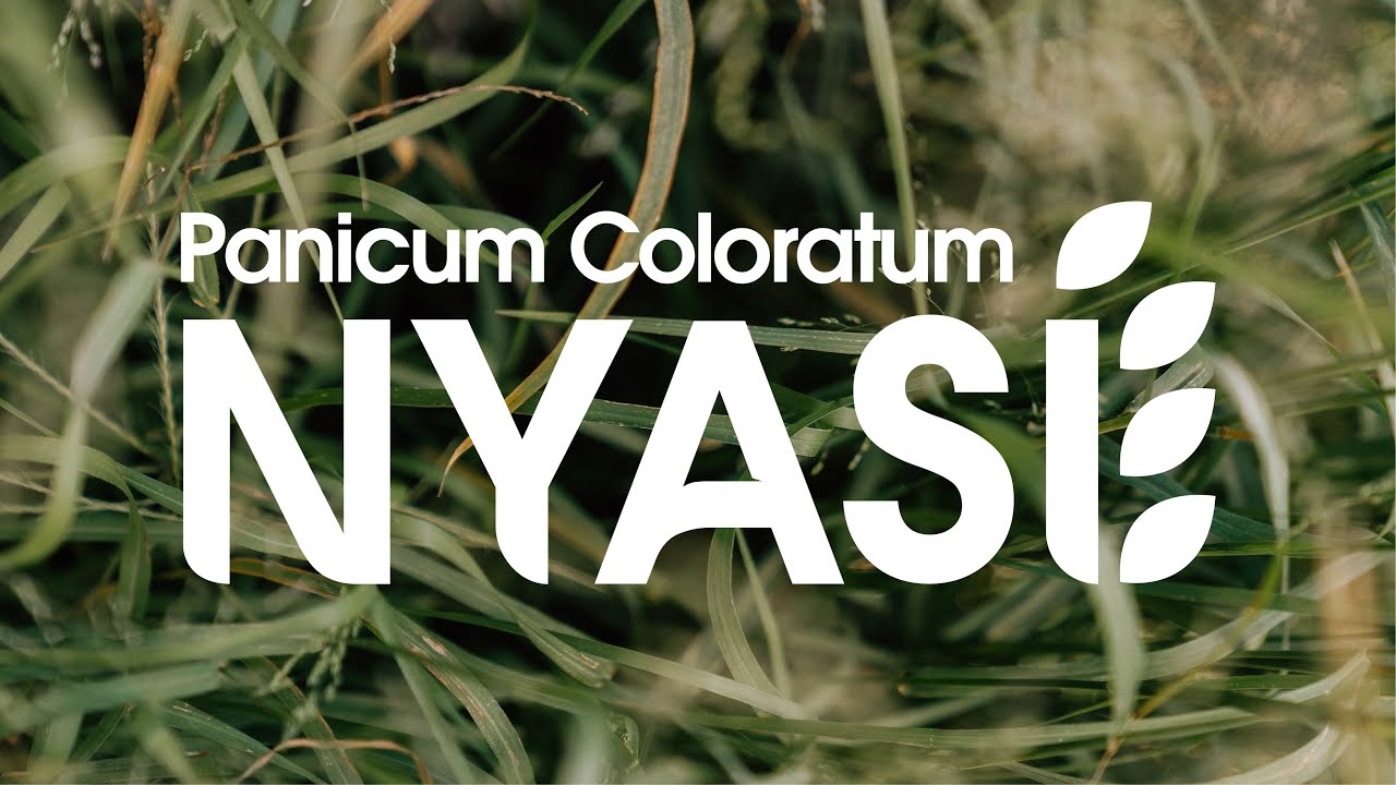 Panicum Coloratum NYASI® - Peman Semilas - YouTube
