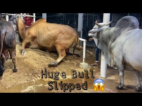 MUST WATCH! 😱 Sad scenes for every Cow Lovers 😢 | That must have hurt ...
