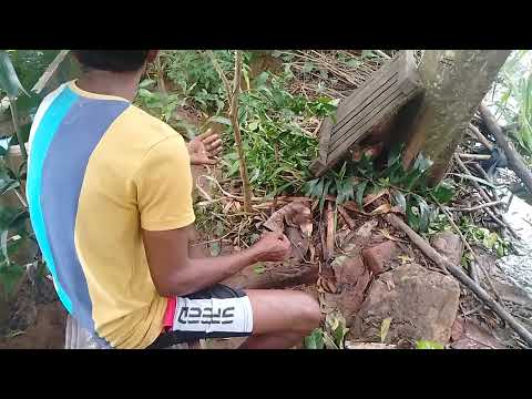 Sri Lankan ashiya  fishing with hook fishing walaya 🐠🐟 videos