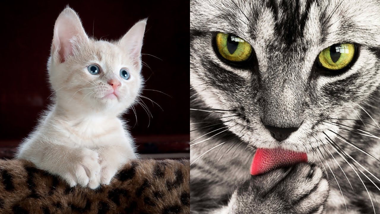 OMG Animals SOO Cute! AWW Cute baby animals Videos Compilation | Cutest ...