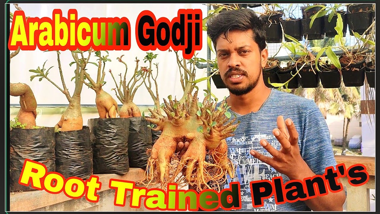 Arabicum Godji Root Trained.. compact Fat arabicum Adenium - YouTube
