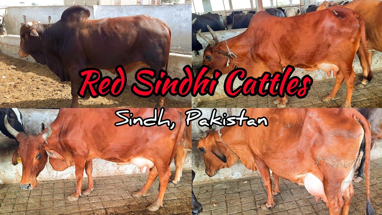 Beautiful Red sindhi cattles at Memon dairy farm in sindh, Pakistan 🇵🇰 ...