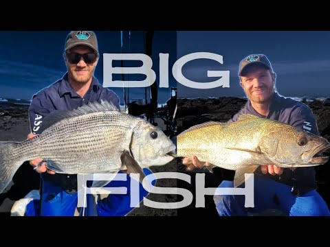 BIG FISH 🔥 Cob and Musselcracker 🎣 - YouTube