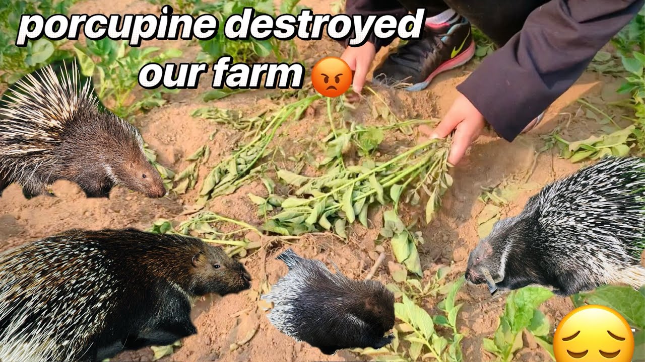 Dumsi(porcupine)destroyed our potato farm🥹😔@Asmitasvlog01 - YouTube