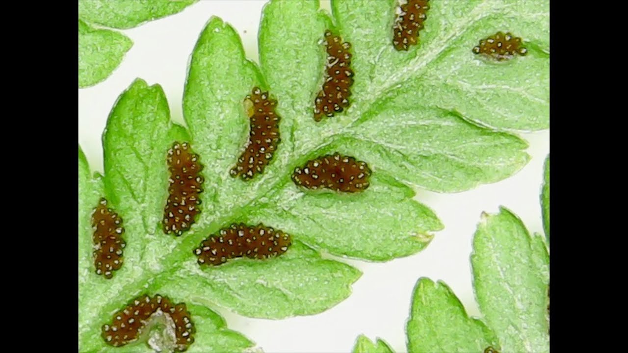 FERN BLOOMS? Fern under a microscope, plus plant facts and legends for ...