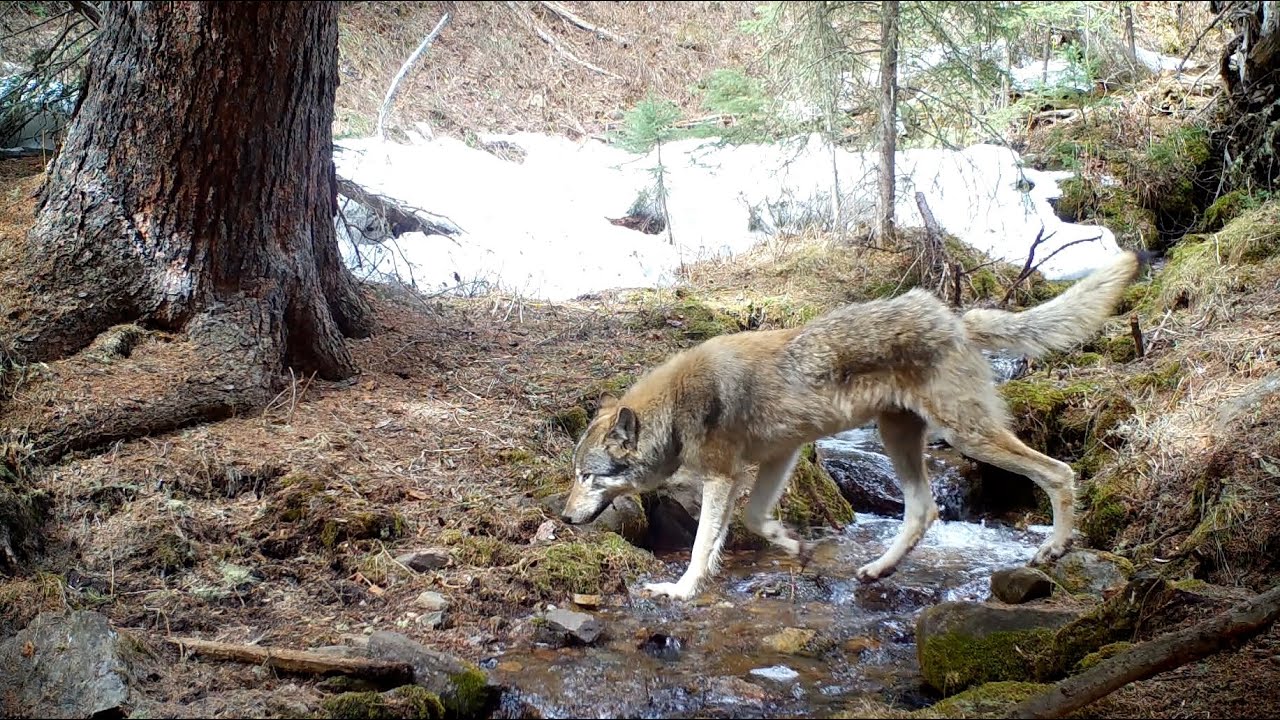 Lions, Wolves, Badger, Fox and More at Stream Crossing - YouTube