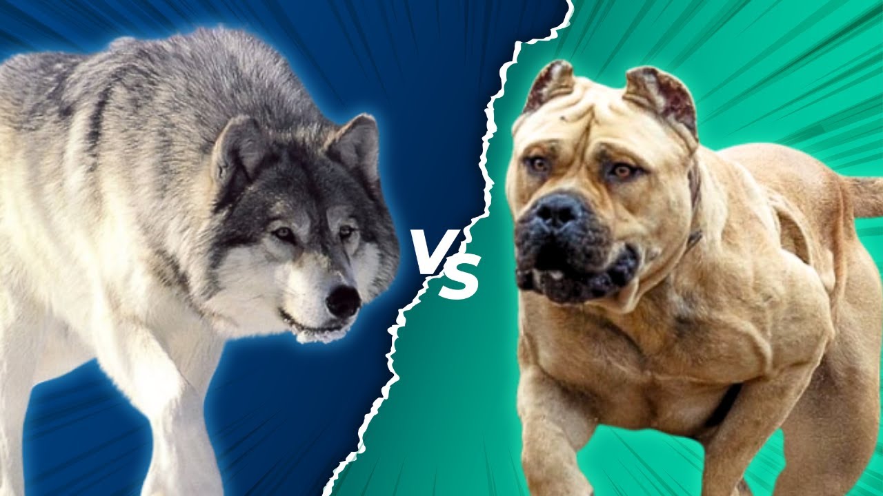 Presa Canario vs Lobo - YouTube