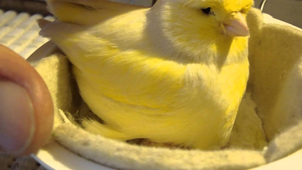 canary gloster baby 4 - YouTube