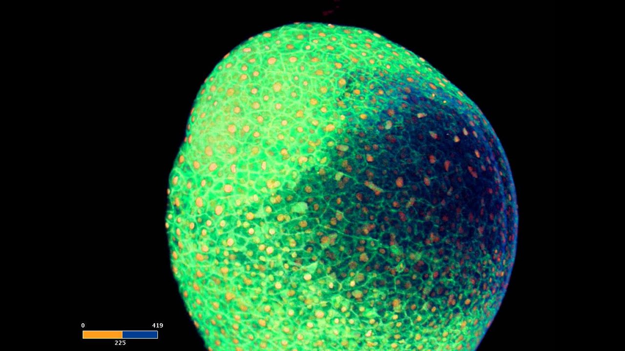 In vivo imaging with multiphoton microscopy in developmental biology ...