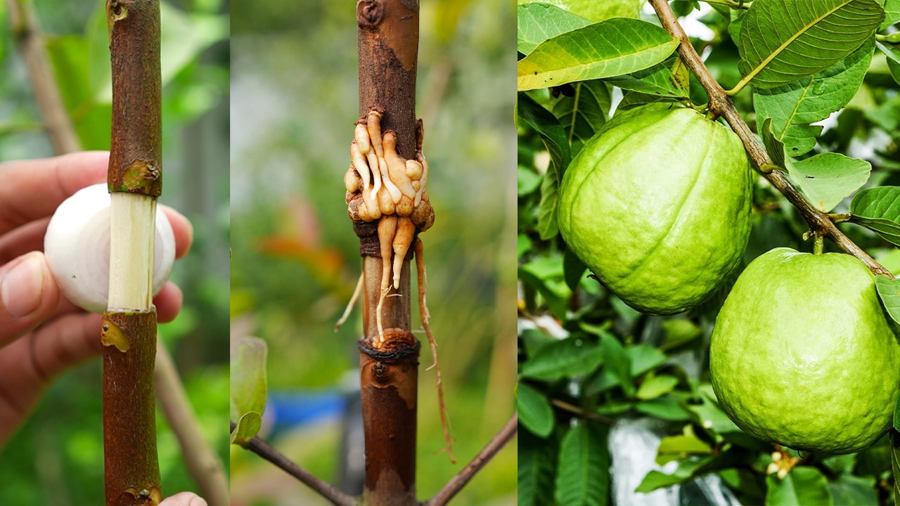 🌿New technique propagate guava tree by air layering using onion juice🧅 ...
