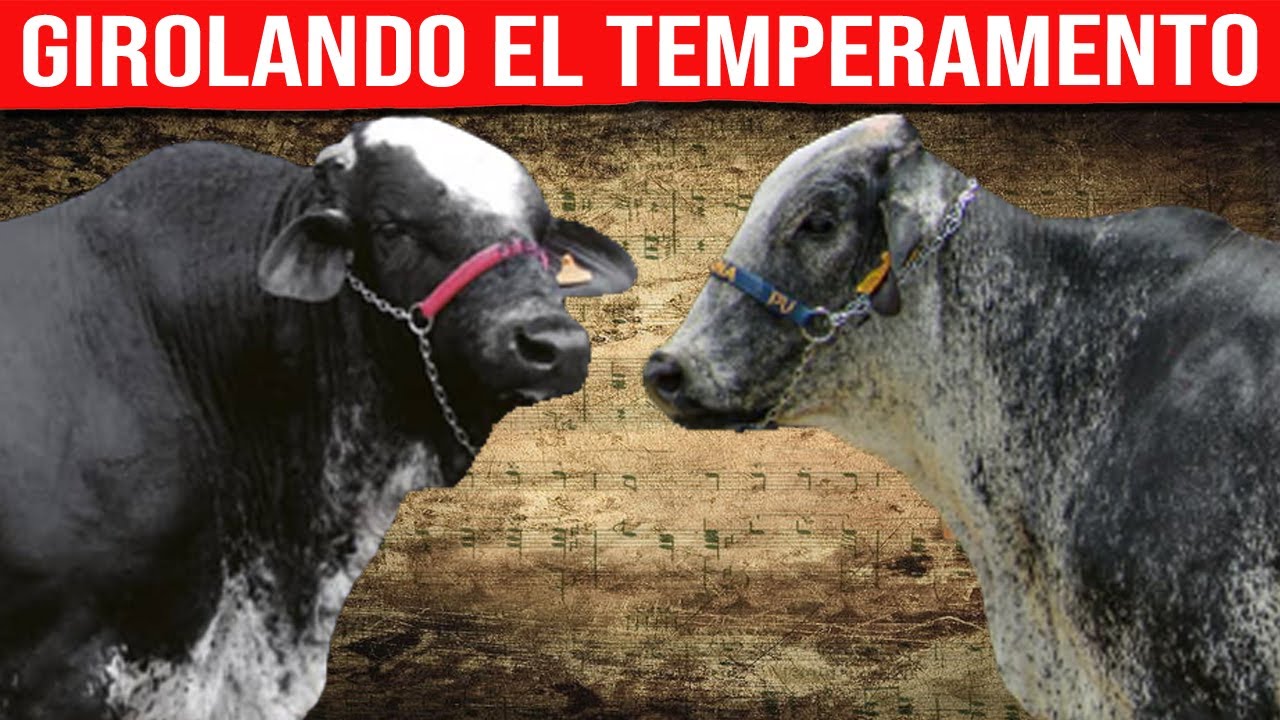 🔴 GIROLANDO LECHERO Temperamento Vacas Lecheras - YouTube