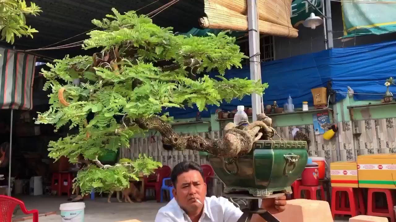 Me bonsai - YouTube