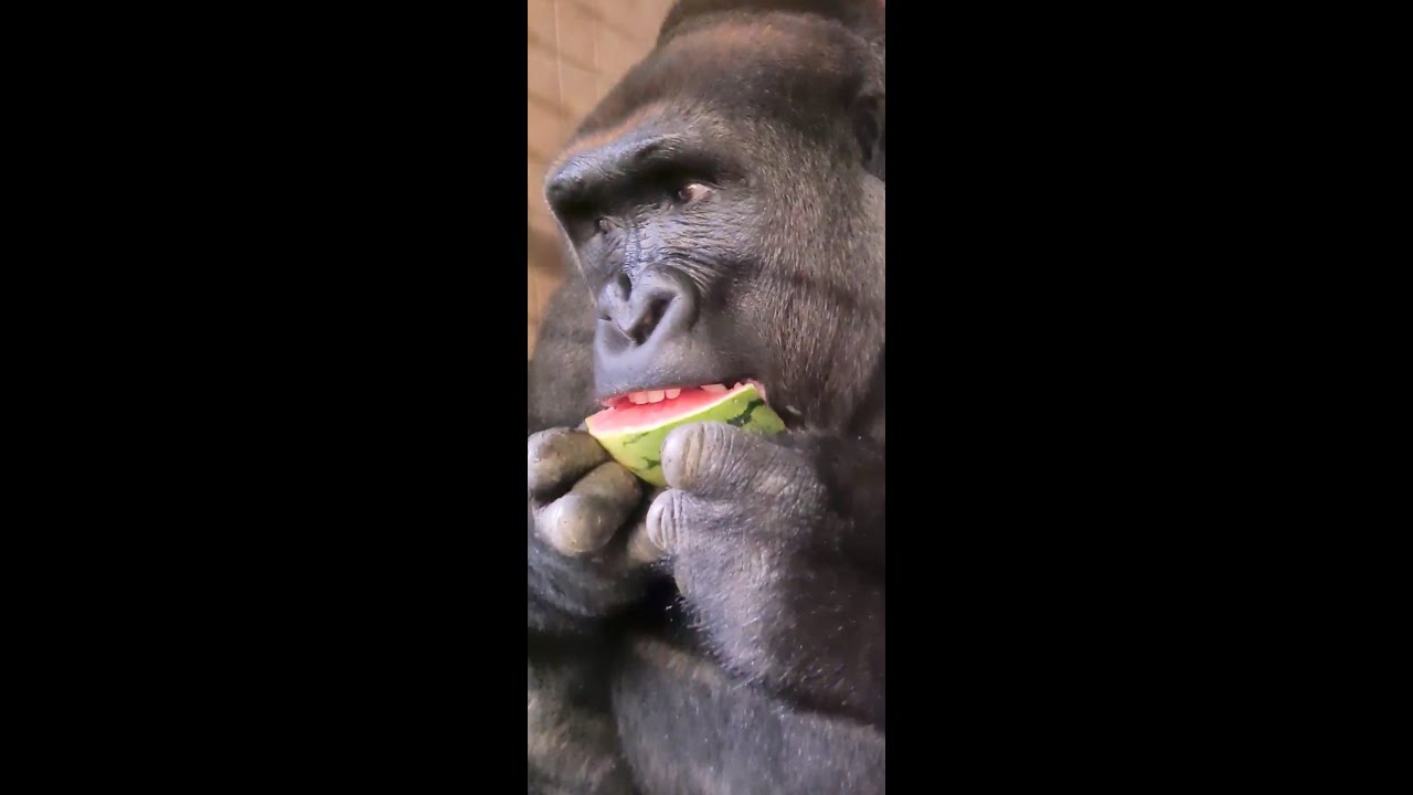 100% Gorilla Eating Compilation Part 5 - YouTube