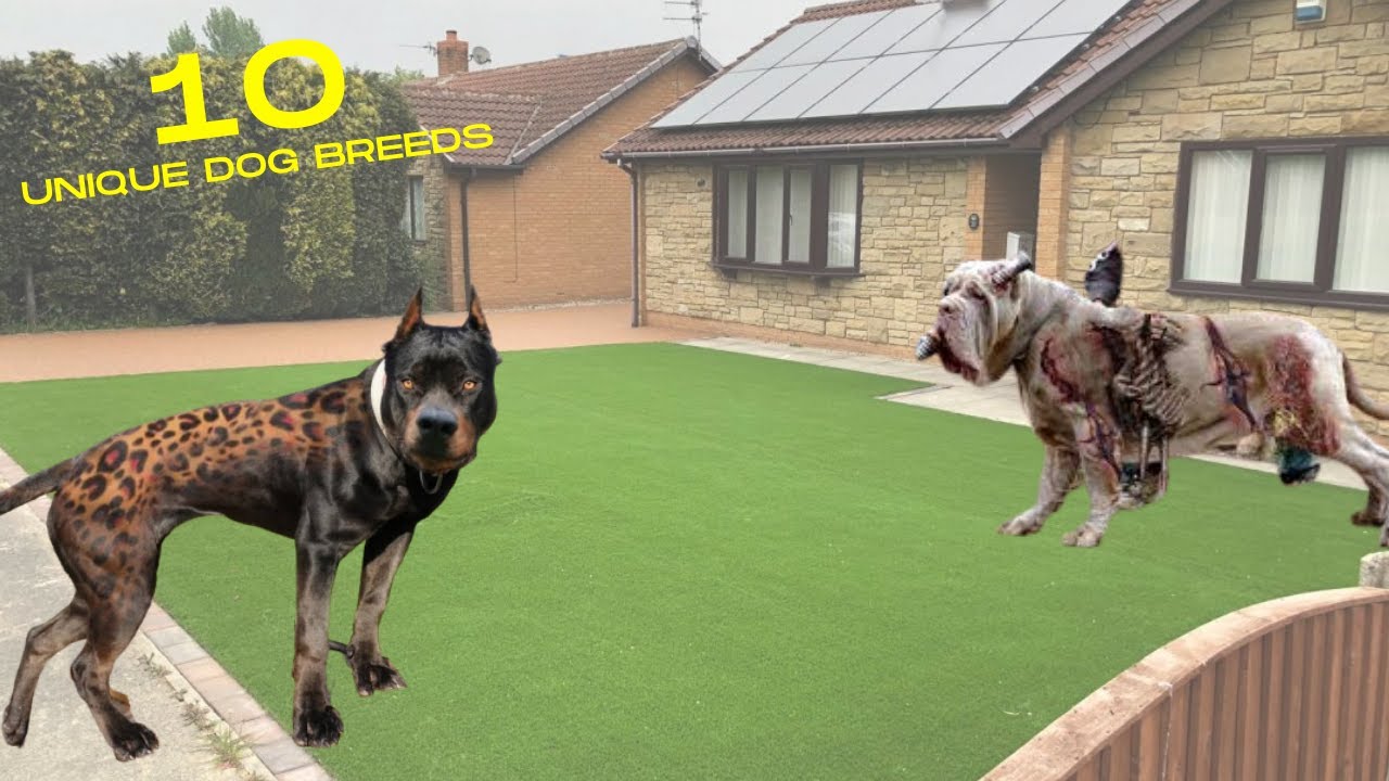 Top 10 Most Unique Dog Breeds In The World - YouTube