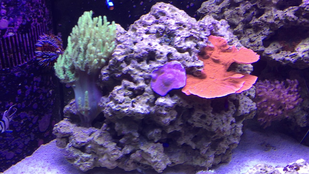2017-01-05 120 Gallon Reef Aquarium Update - YouTube