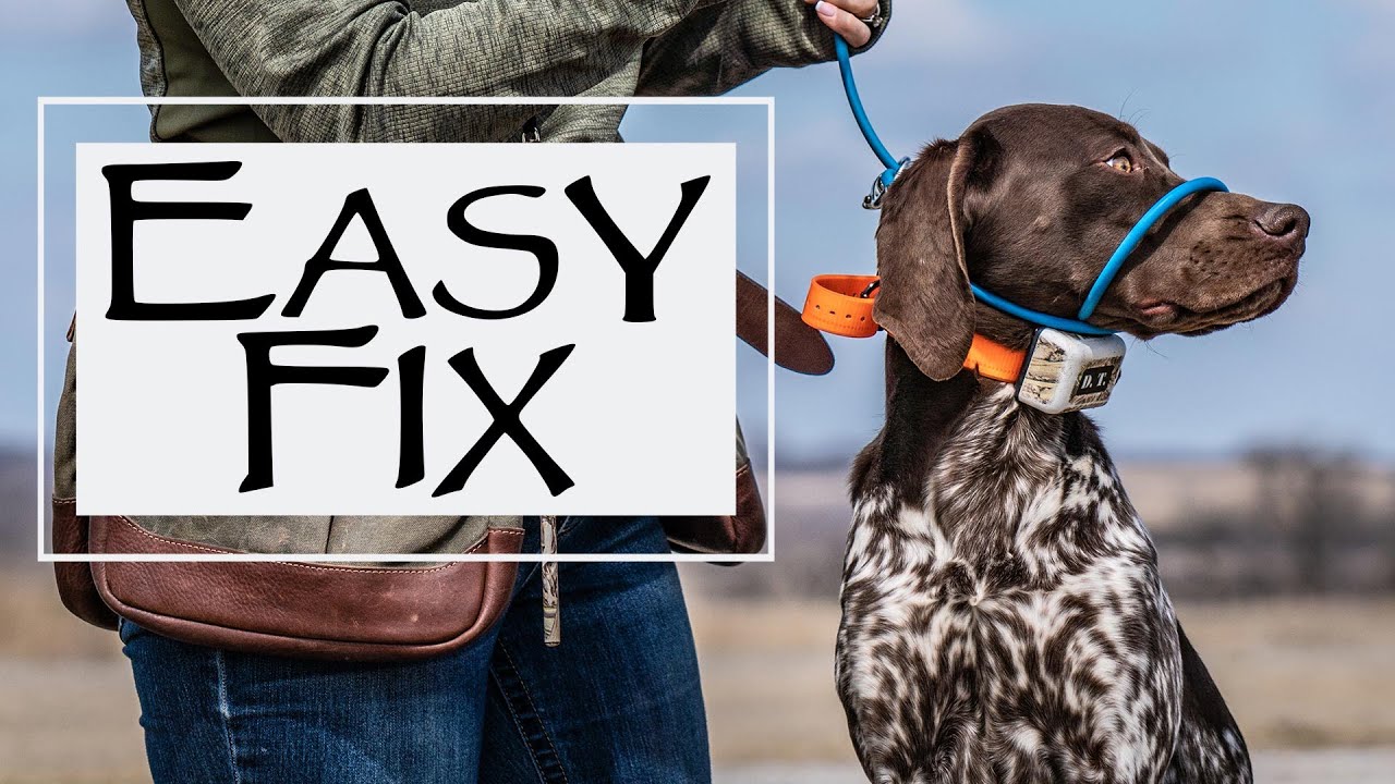 Easy Fixes For Everyday Dog Problems - You Ask We Answer: Episode 37 ...