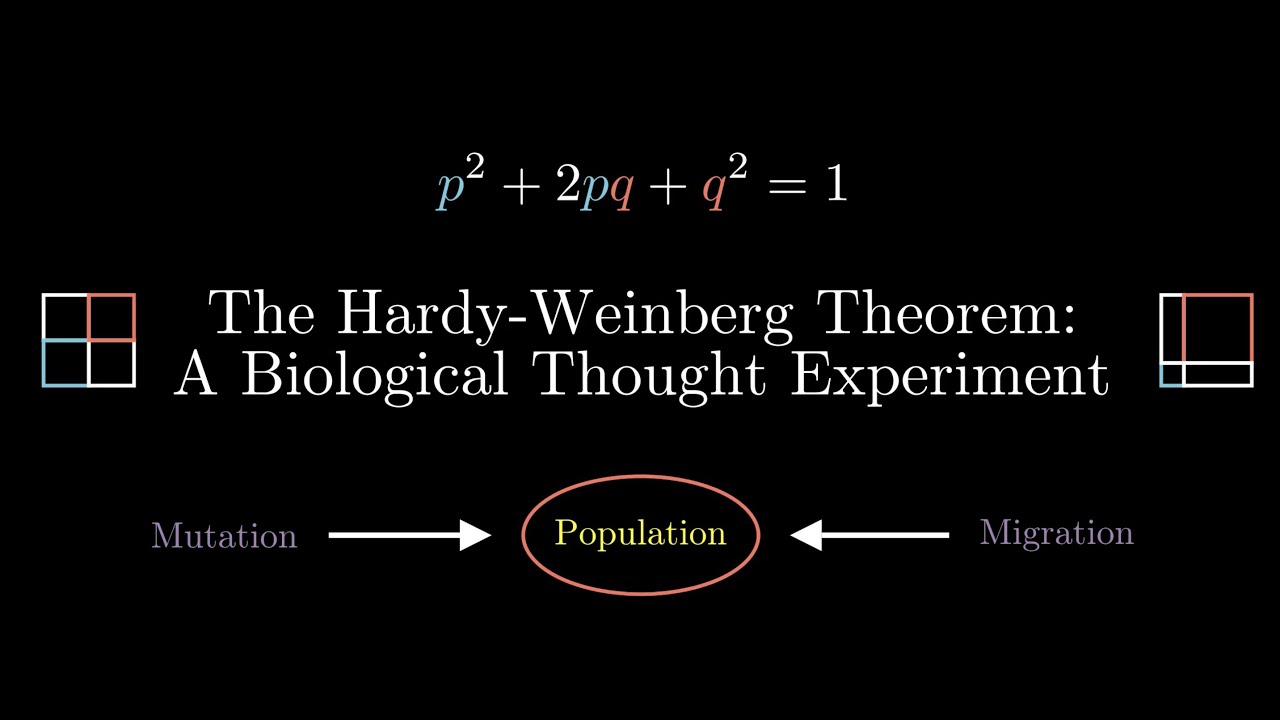 The Hardy-Weinberg Theorem: A Biological Thought Experiment - YouTube