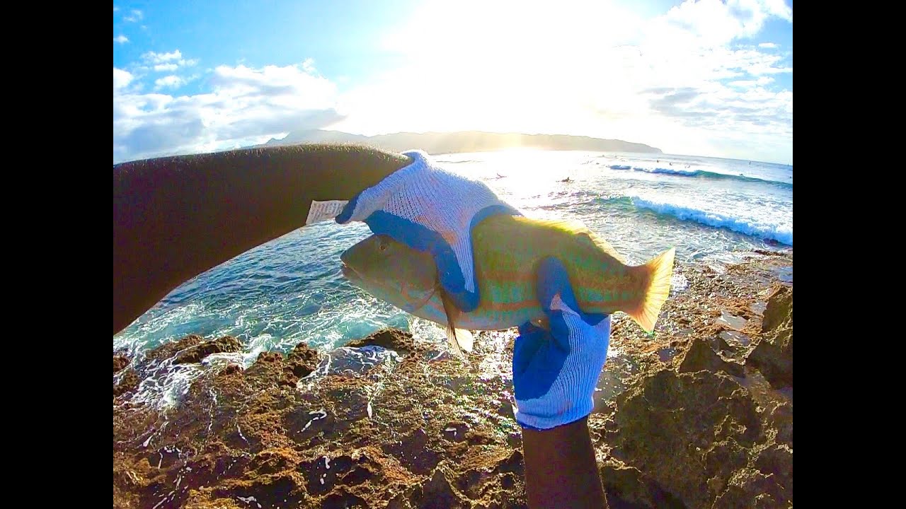 Catching a HUGE HOU (Surge Wrasse/"Hinalea") Strange but beautiful fish ...