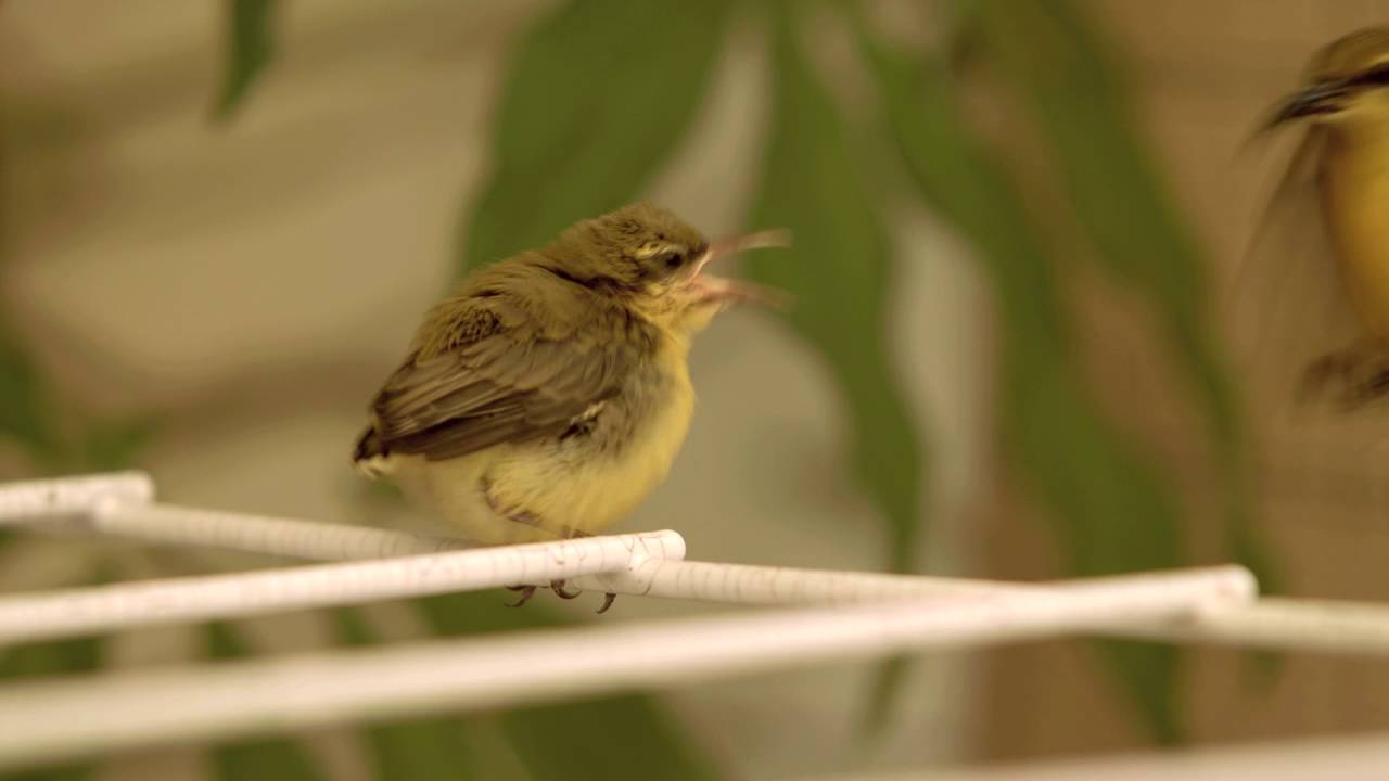 Sunbird baby feeding and preening for fledgling flight - YouTube