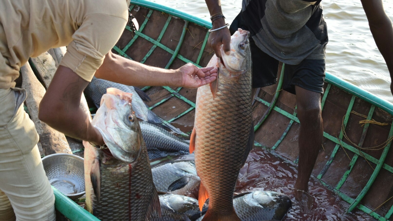 FISHING big catch ♤ - YouTube