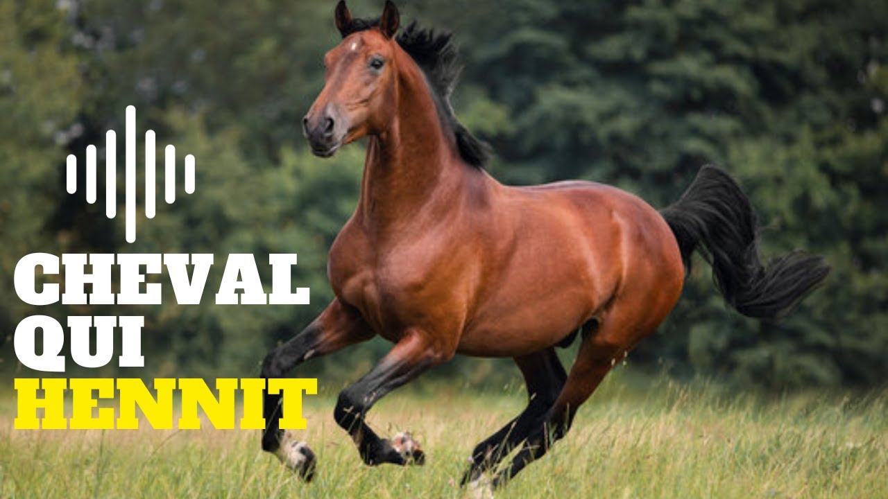 Le cri du CHEVAL ( CHEVAL qui HENNIT ) - YouTube