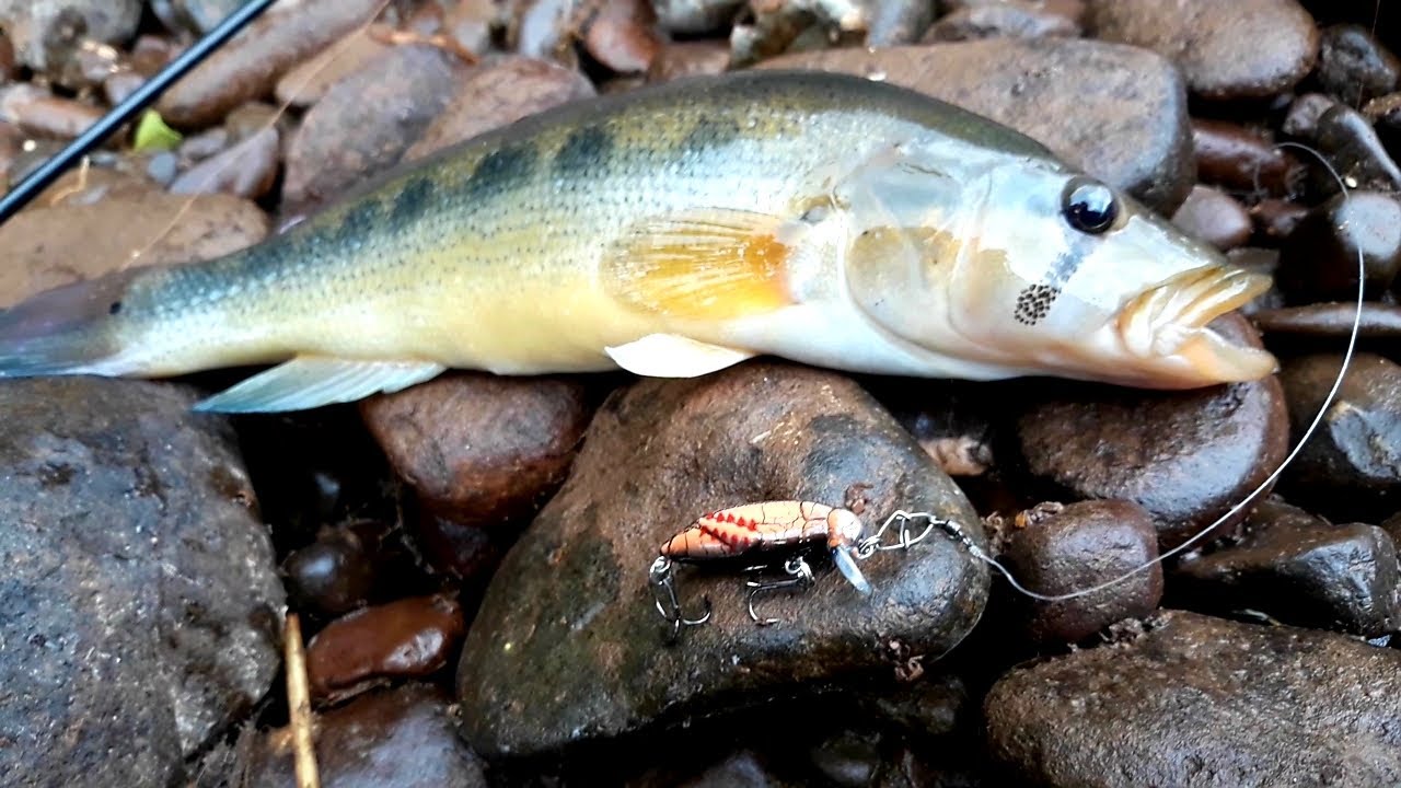 PESCARIA ULTRALIGHT com MICRO GRILO (Pescaria de Joana) - YouTube