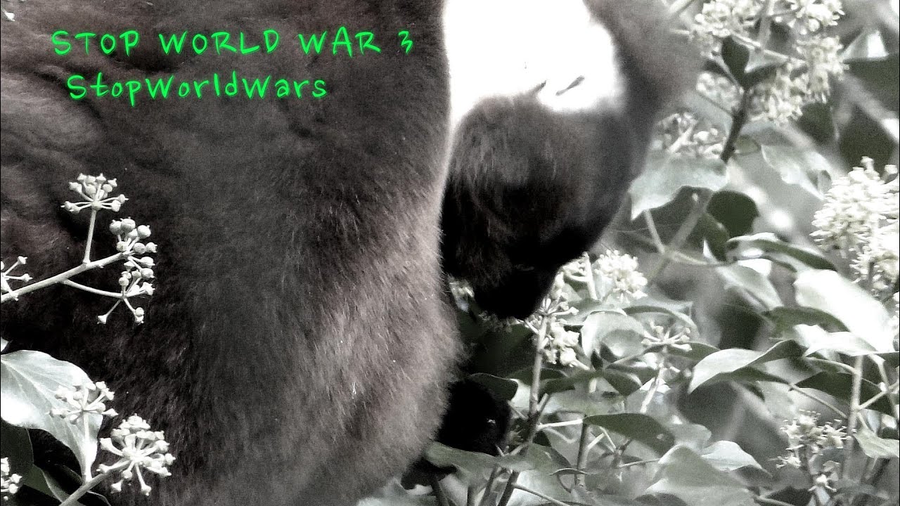 Wildlife V @DailyMusicVideo: Bring Peace To Earth and Save Wilderness ...