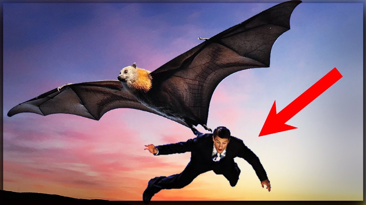 दुनिया का सबसे बड़ा चमगादड़ || largest bat in the world - YouTube