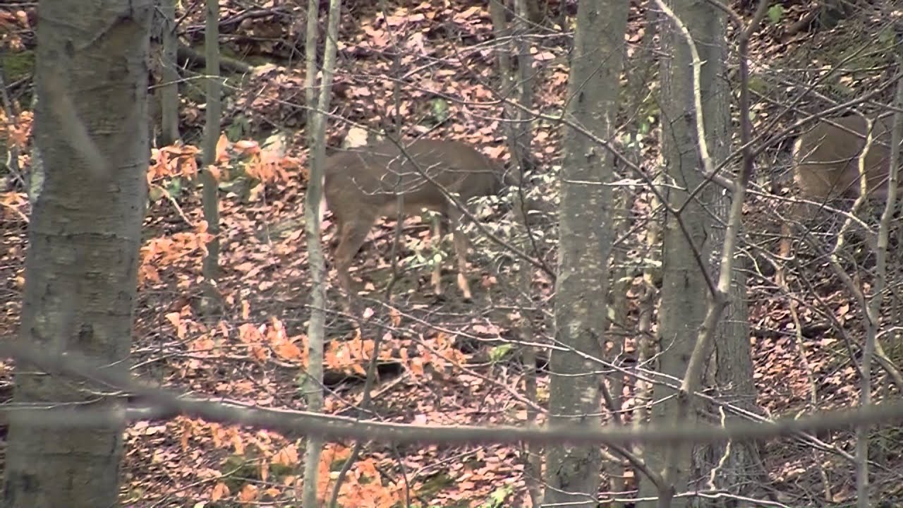 Rack OPs December Doe. - YouTube