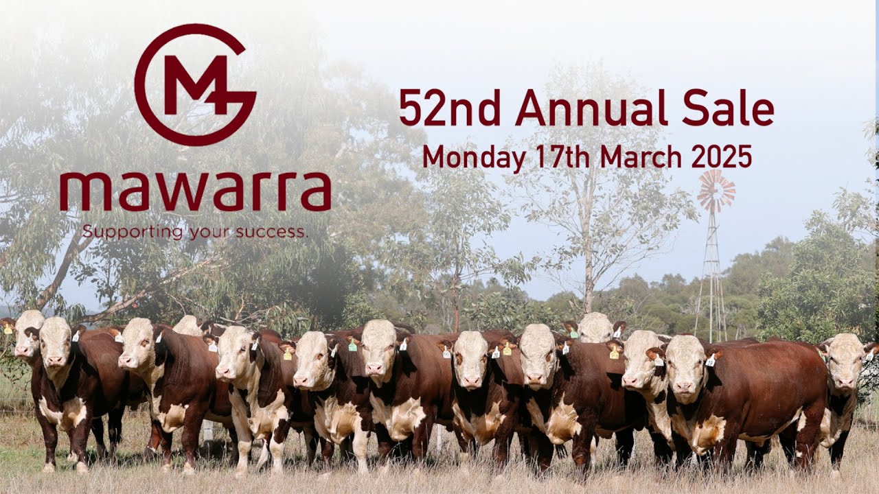 Mawarra Genetics 52nd Annual Sale 2025 - YouTube