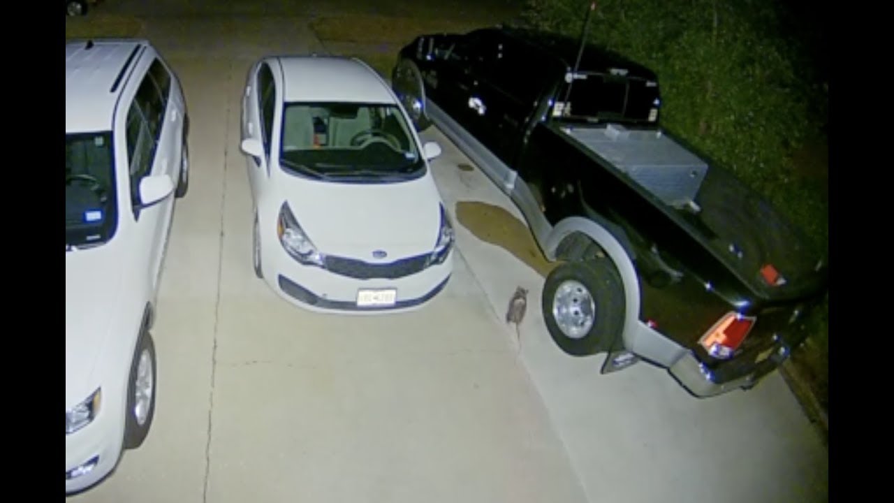 LIVE REPLAY - Giant Rat Caught on..... | Ring Camera - YouTube