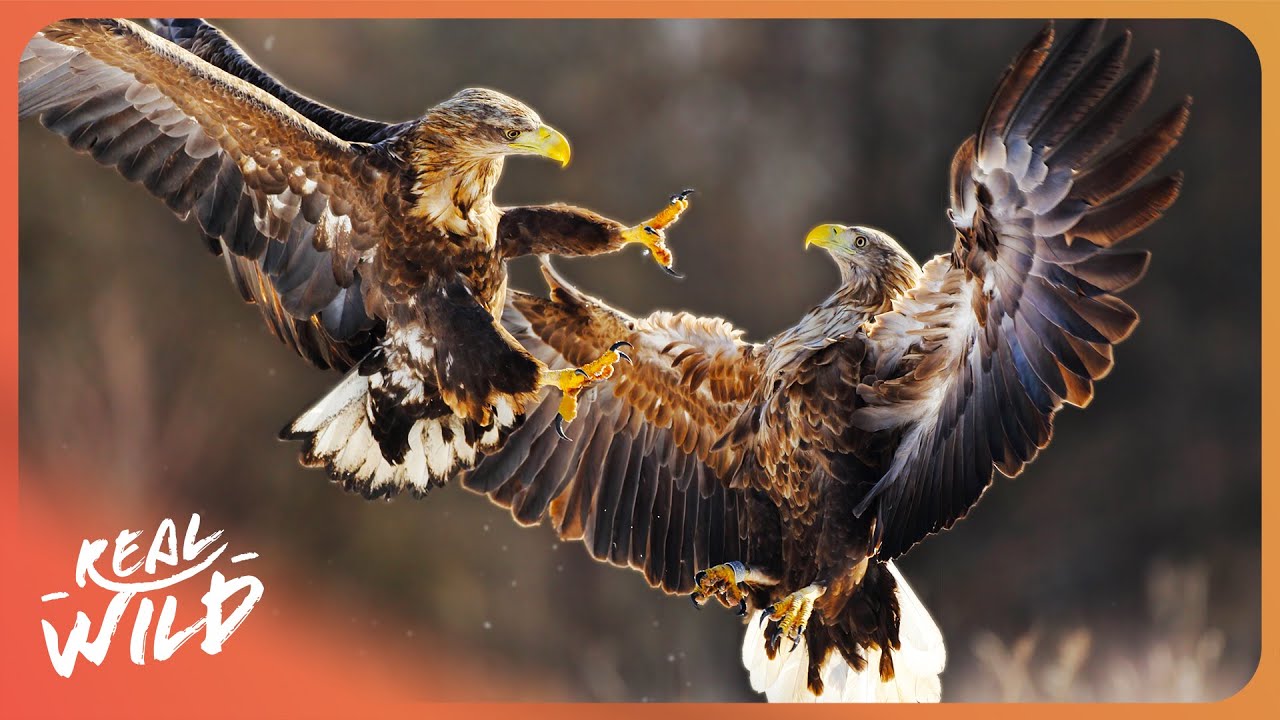 WILD HUNTERS | Scotland's Top Predators | 4K - YouTube