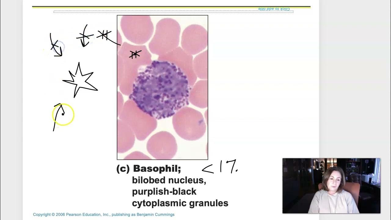 Week 6 Lecture 2 WBCs - YouTube