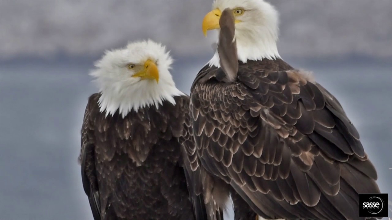 Eagles in howling wind - YouTube