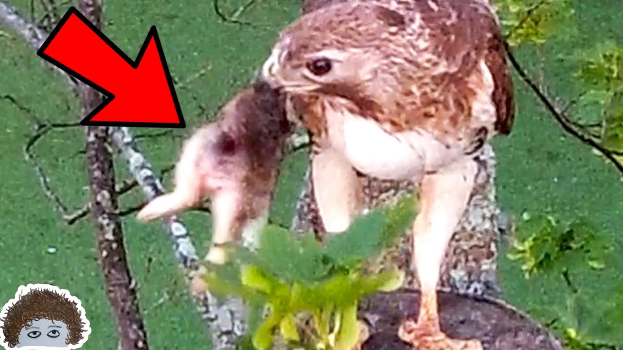 HAWK EATS RABBIT As Seen From the DJI Mavic Mini 2 (Hawk vs. Prey Part ...