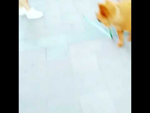 Kopek gezdiren bebek