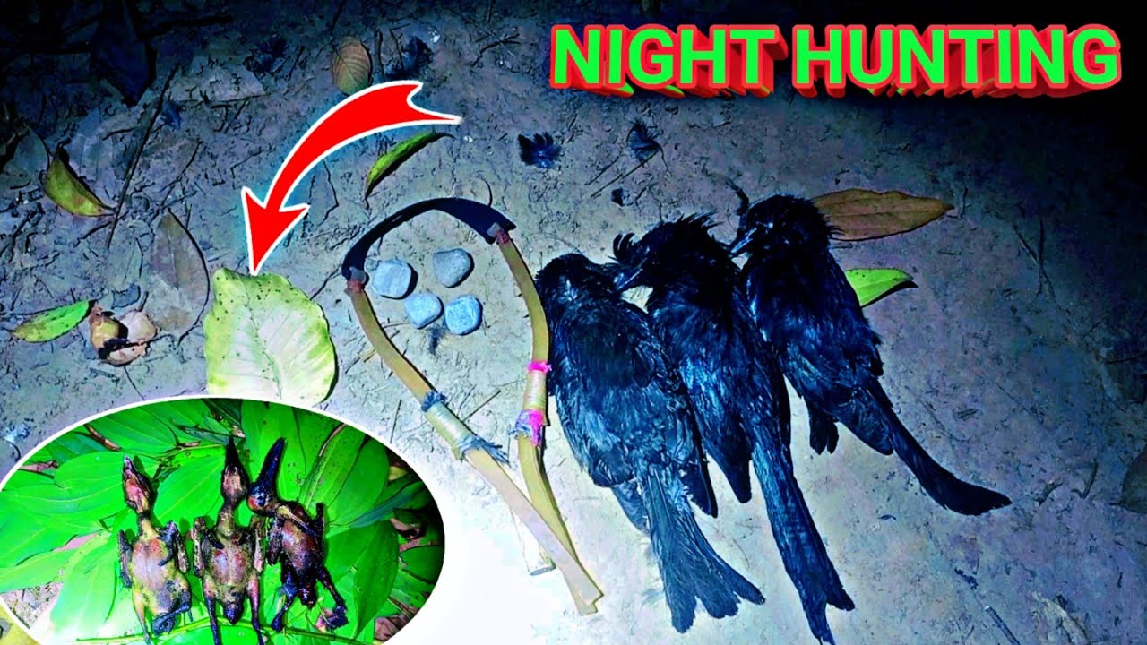 night Bird 🕊️ hunting frnd#video #amezing #video 😱 - YouTube