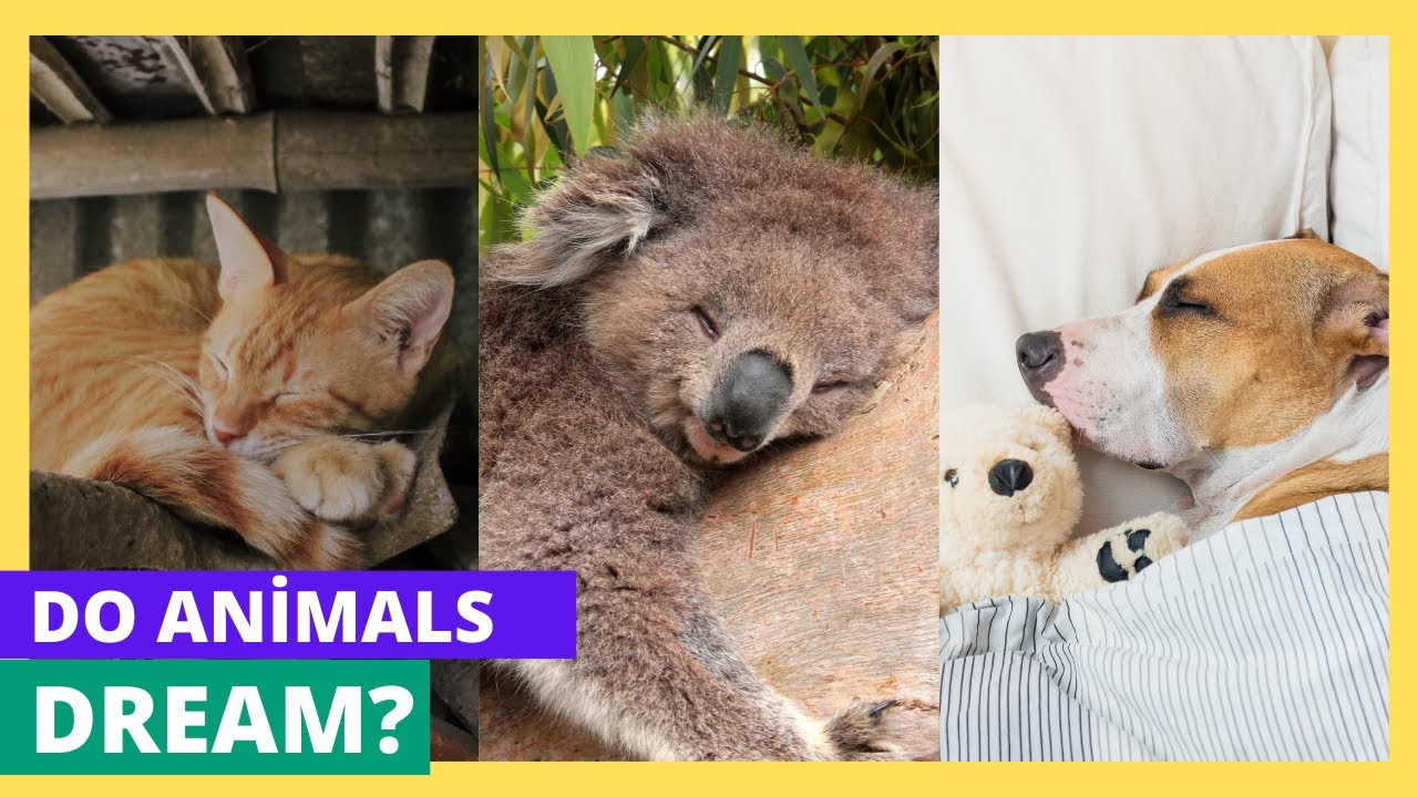 Do Animals Dream? Exploring the Fascinating World of Animal Dreams ...