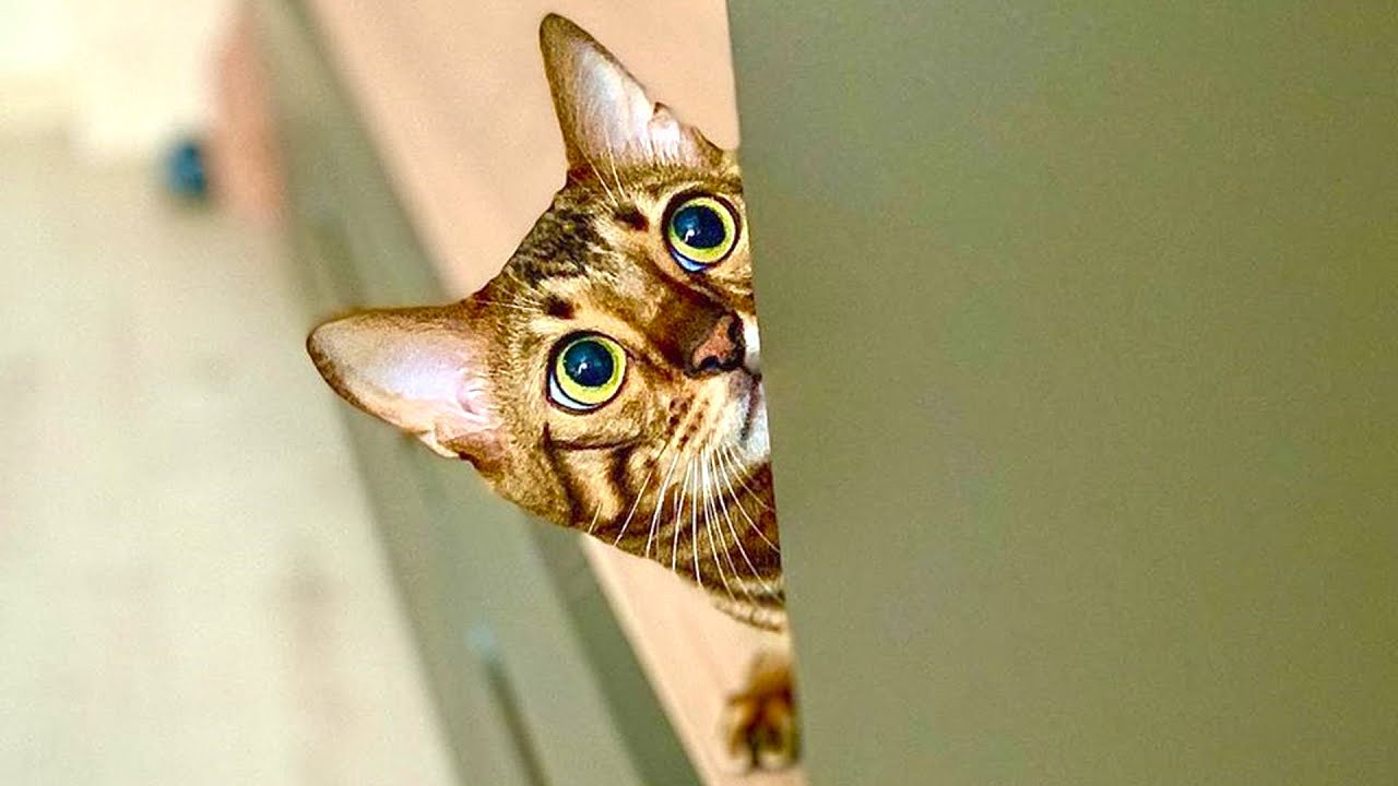 CRAZY CATS FUNNY VIDEOS (2019 Part 4 Cute Cats) - YouTube