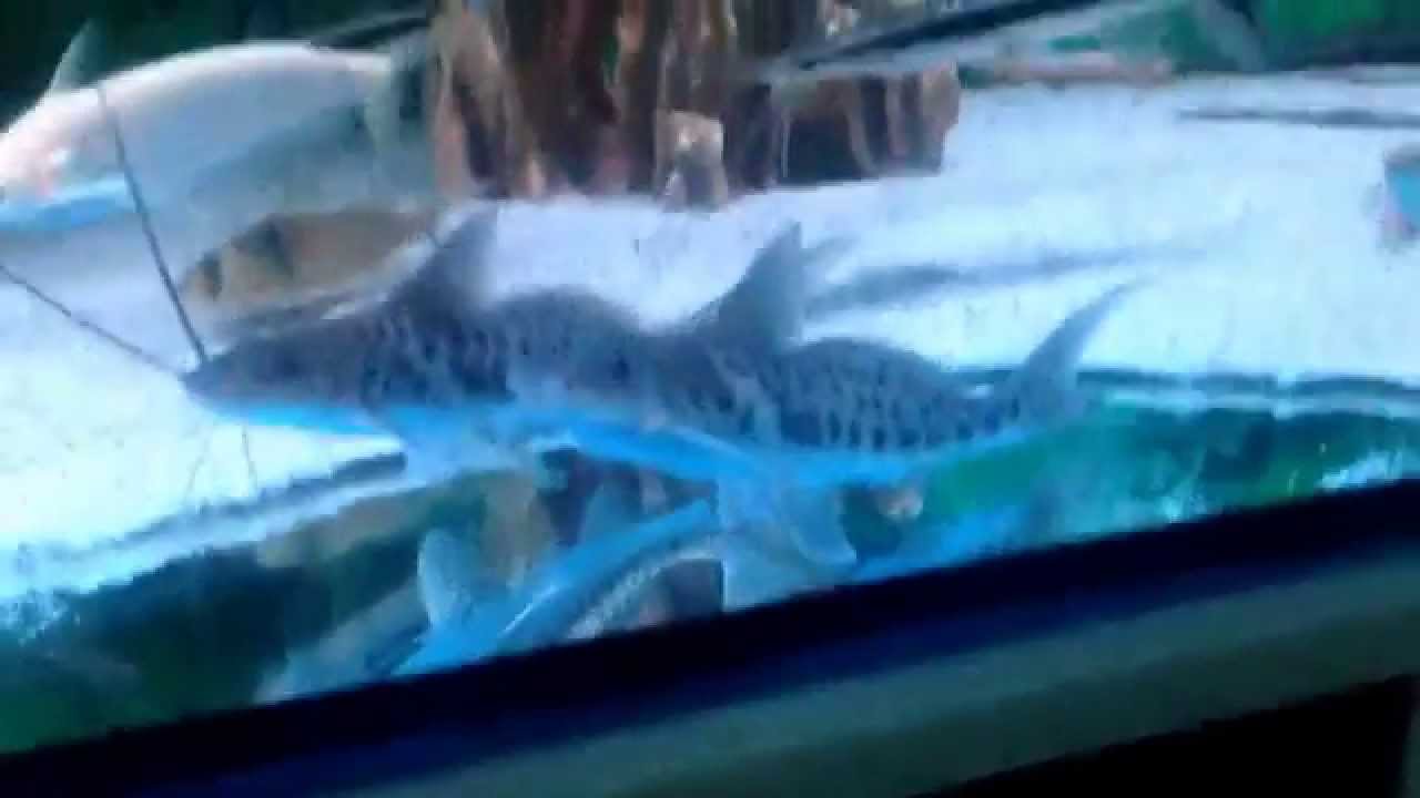 Calophysus macropterus Vulture catfish - YouTube