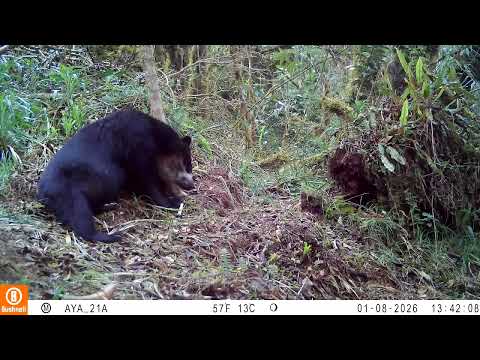 Saving the Spectacled Bear: South America’s Last Ukumari