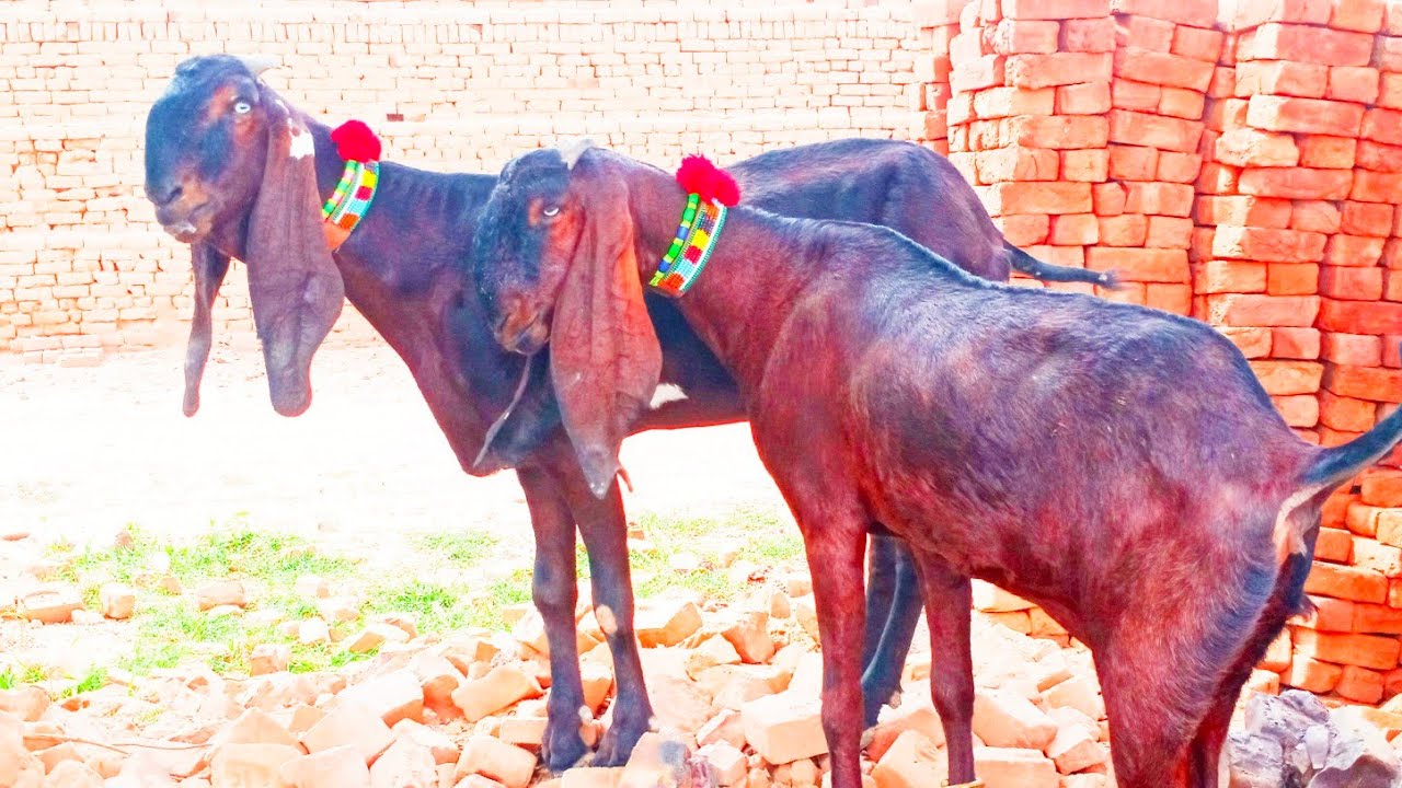 namber 1 A+plus betal goats shahzad goat fram sahiwal - YouTube