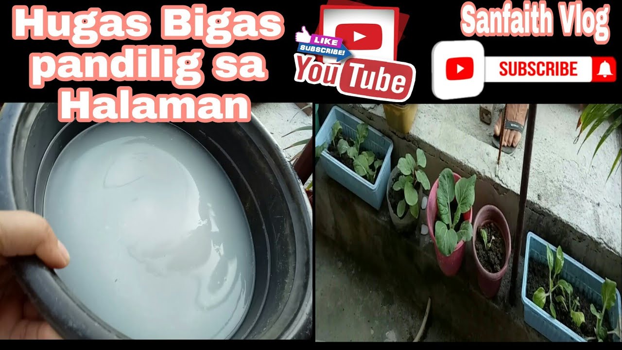NAGDIDILIG NG HUGAS BIGAS SA HALAMAN@sanfaithvlog8861 - YouTube