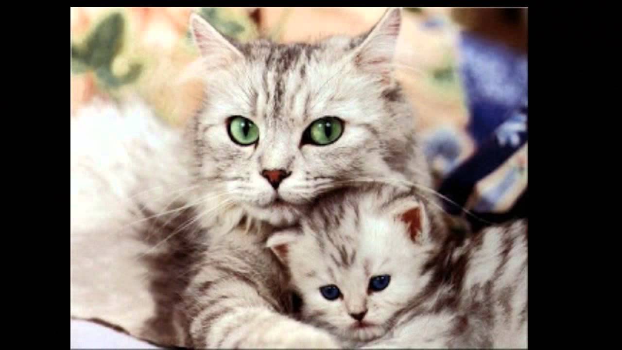 REPRODUCCION EN GATOS 2 - YouTube