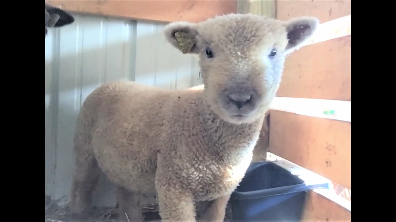 SIR FLUFFINGTON I OLDE ENGLISH SOUTHDOWN BABYDOLL SHEEP I WALK AND TALK ...