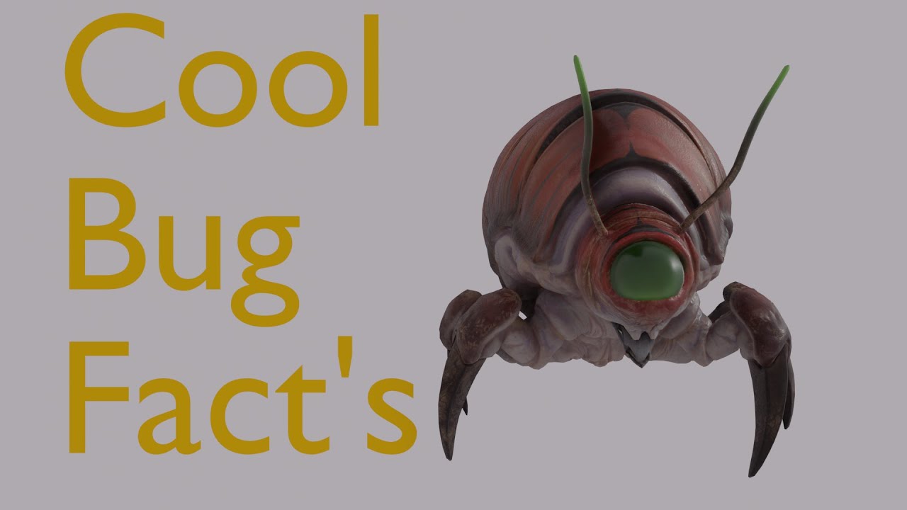 Cool bug fact's - YouTube