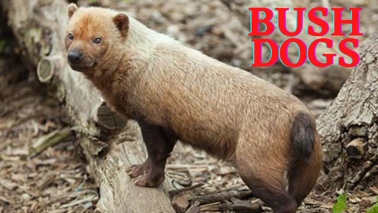 Bush Dogs KI Kahani || Janiye America Ki Is Advut Prajati Ke Bareme ...