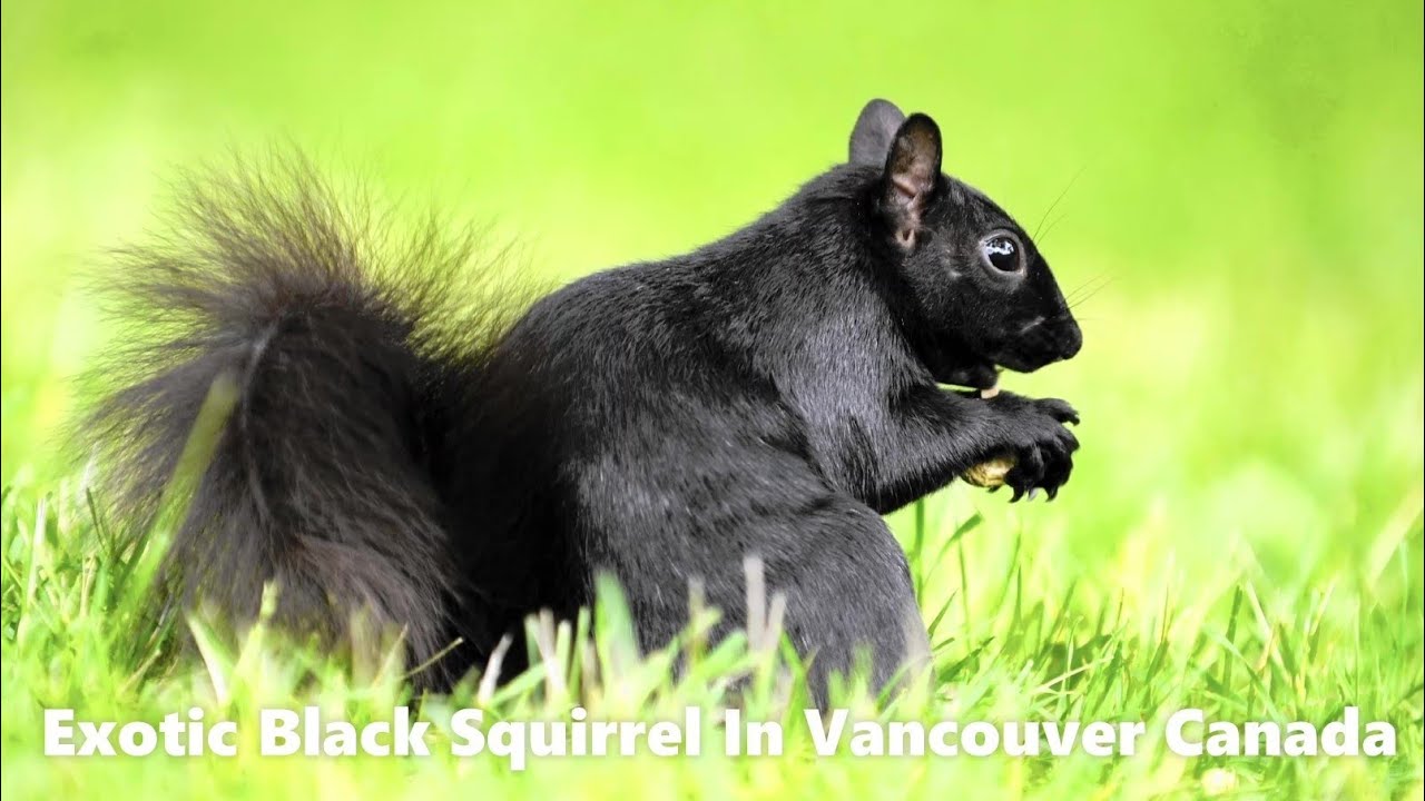 🦨Exotic Black Squirrel And Its Mysterious Allure Vancouver Canada - YouTube